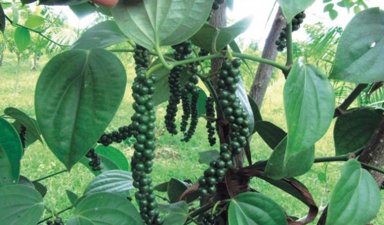 Principles & Practices of Crop Production – Agriculture Engineering